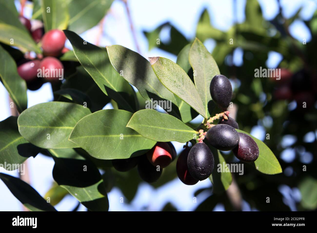 black olives on the olive tree Stock Photo - Alamy