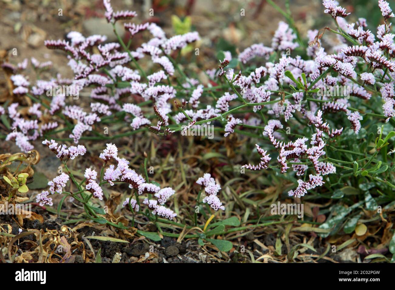 Beach Lilac (Limonium Stock Photo - Alamy