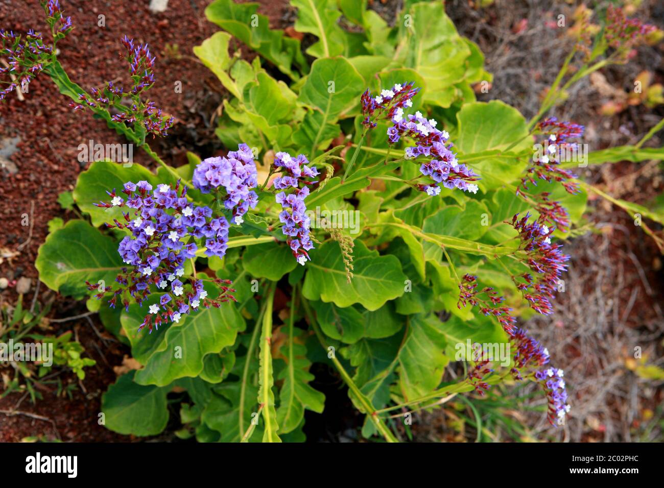 Beach Lilac (Limonium Stock Photo - Alamy