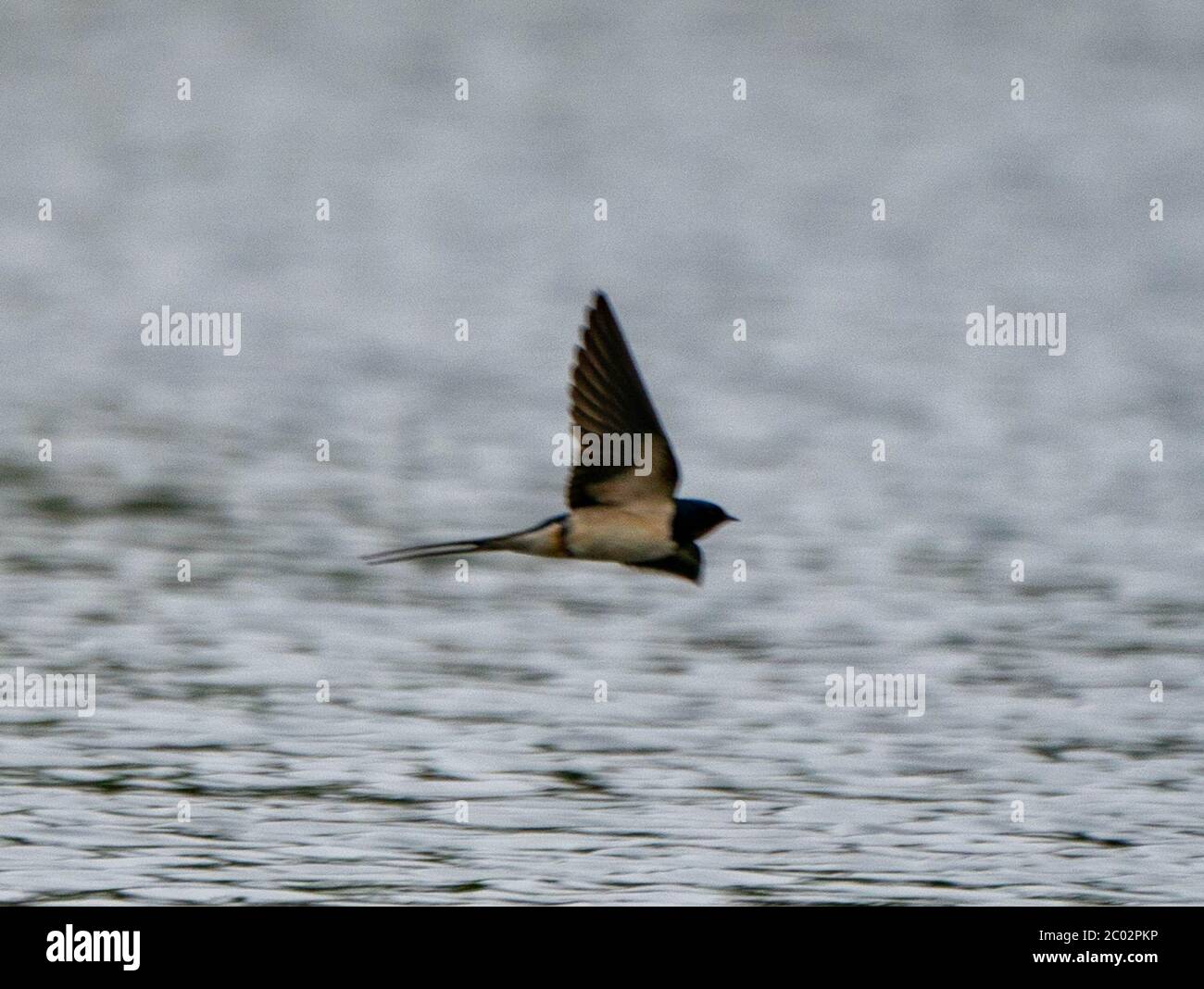 Catching fast flying birds hi-res stock photography and images - Alamy