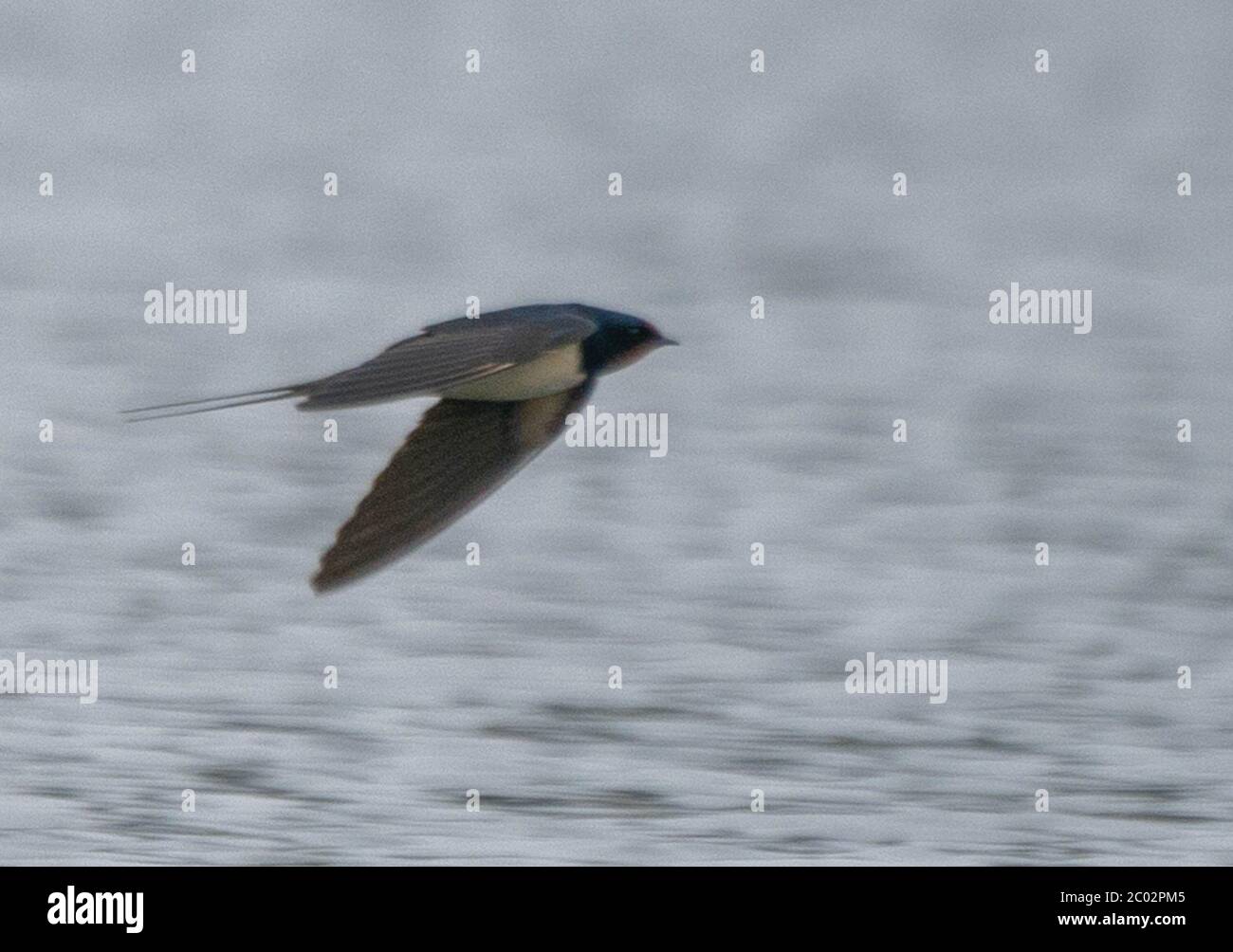 birds fling catching flies Stock Photo - Alamy