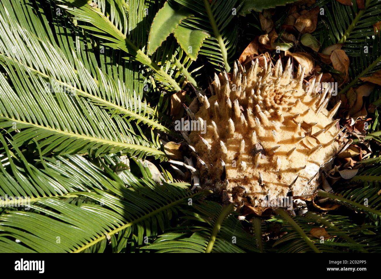 Sagopalme (Cycas revoluta Stock Photo - Alamy