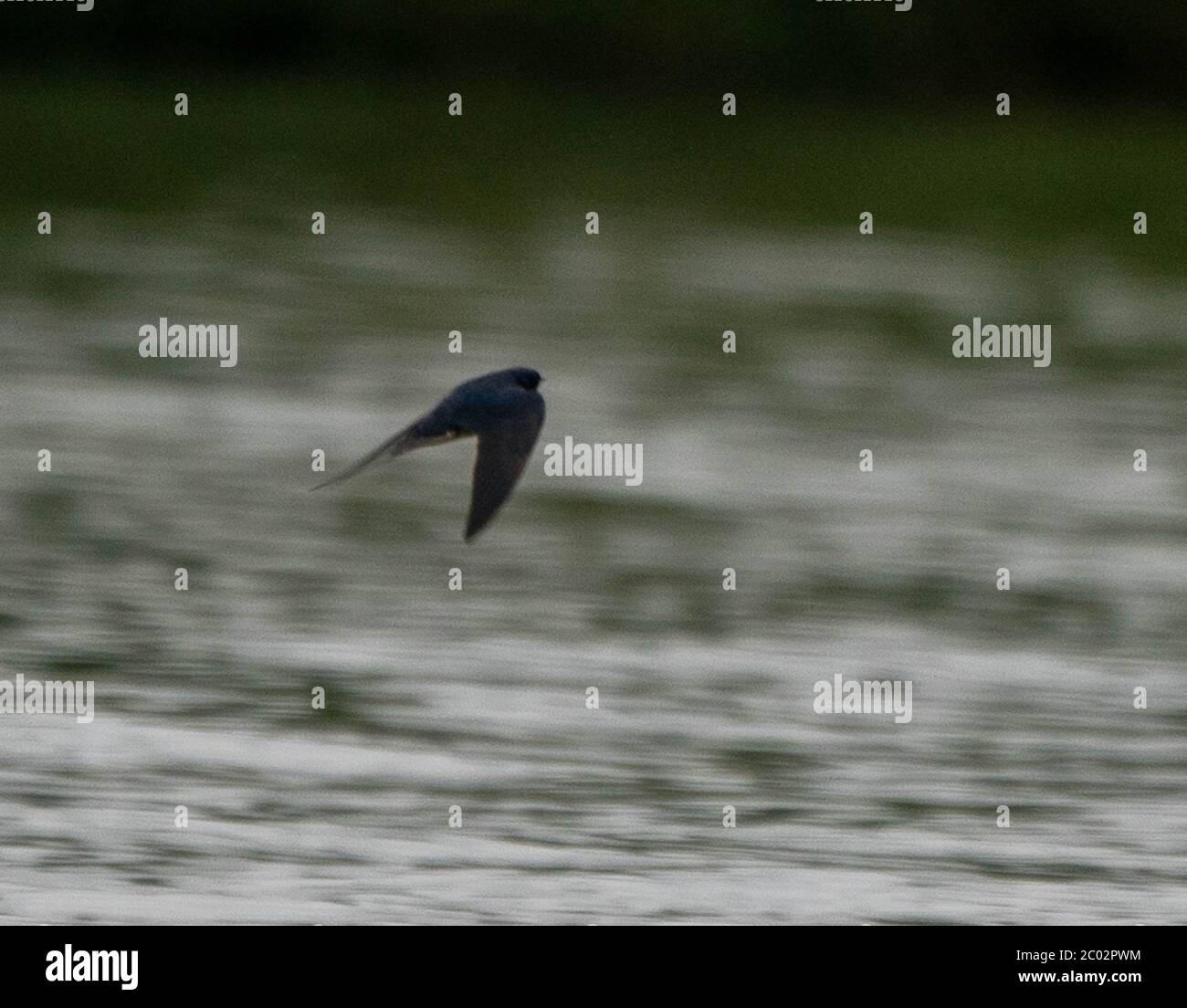 swallow flying over river Stock Photo - Alamy