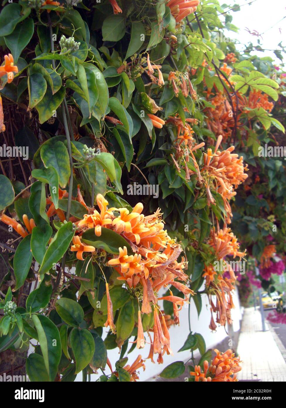 Fire bignony hi-res stock photography and images - Alamy