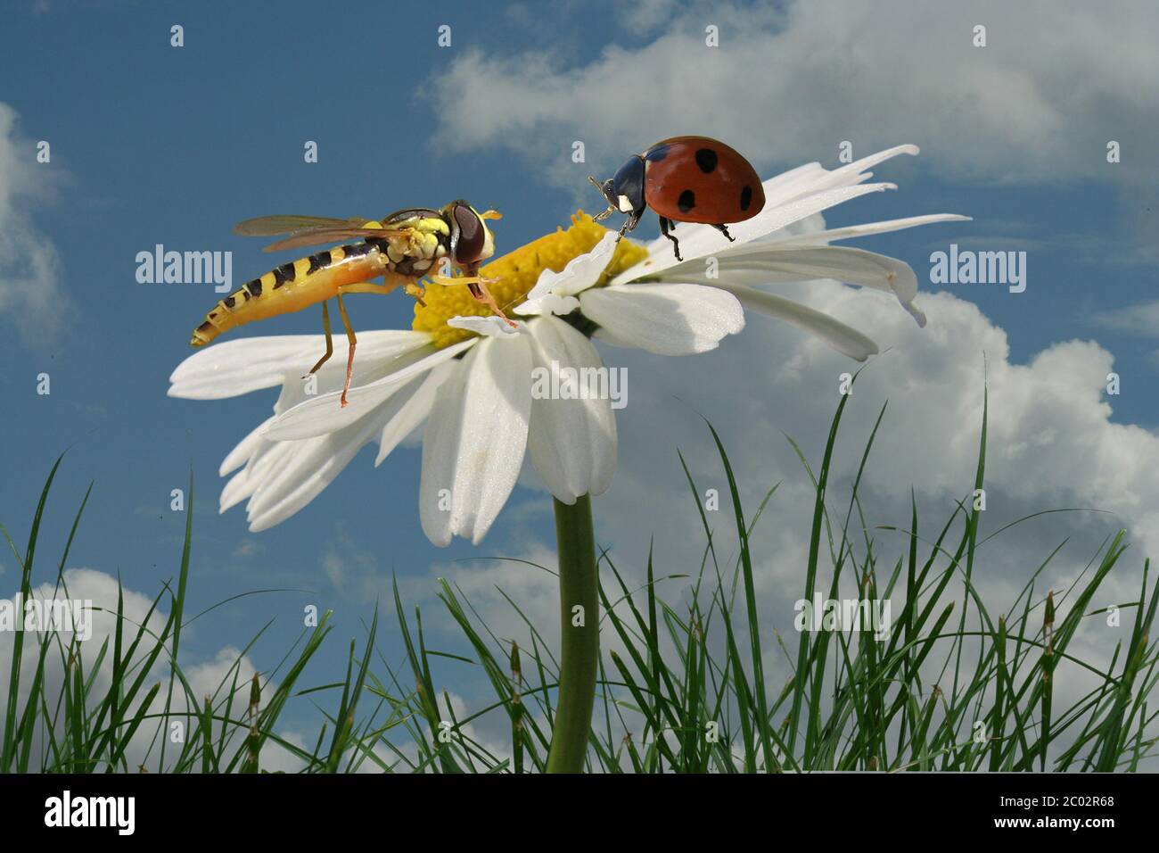 Meeting of insects Stock Photo - Alamy