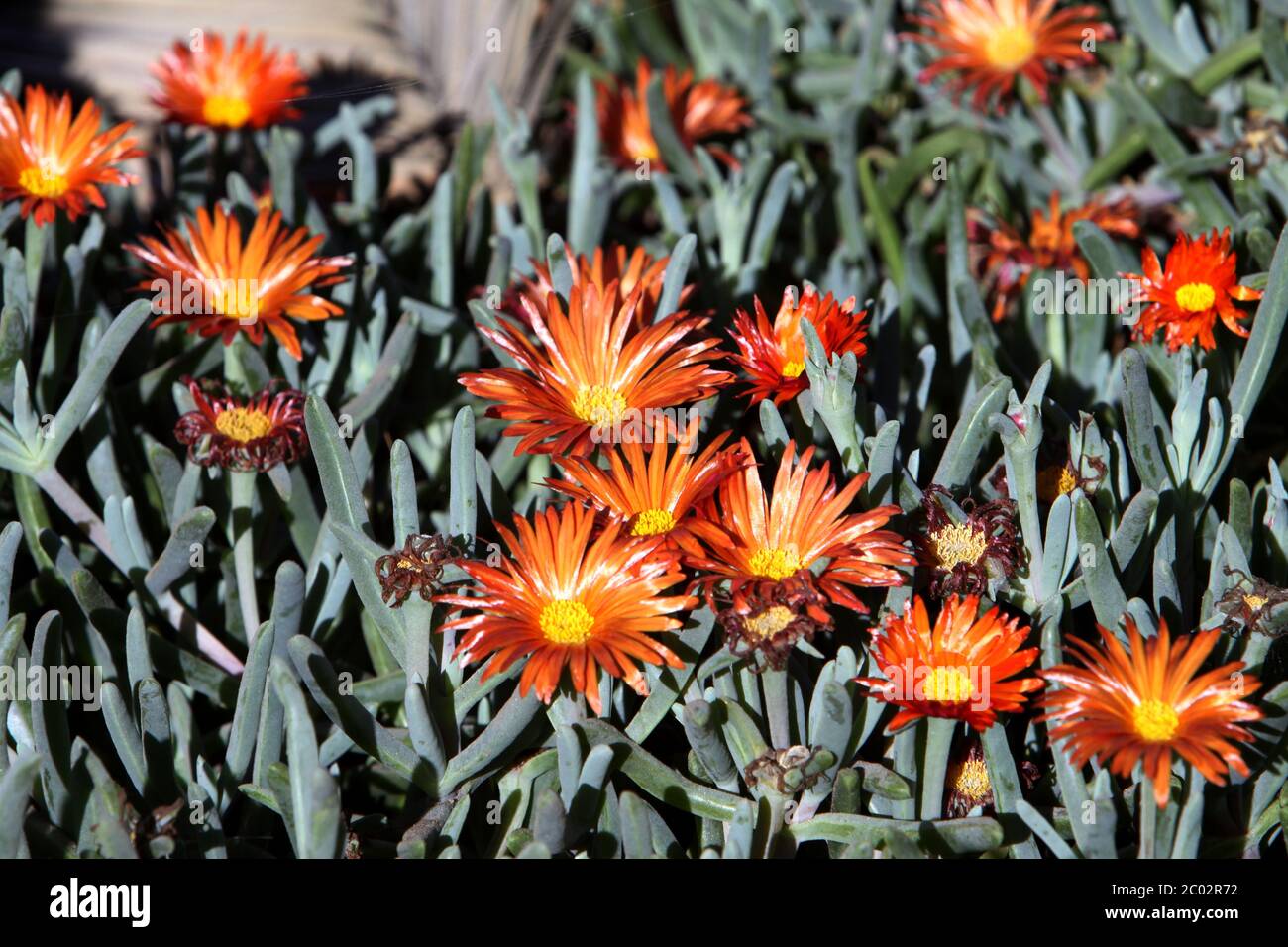 Malephora crocea hi-res stock photography and images - Alamy