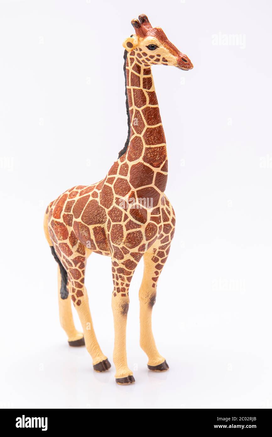 close up of a giraffe from a plastic toy isolated on a white background ...