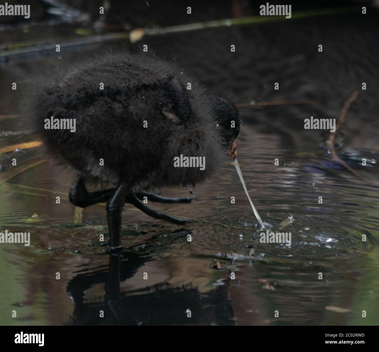 moor hen babies Stock Photo - Alamy