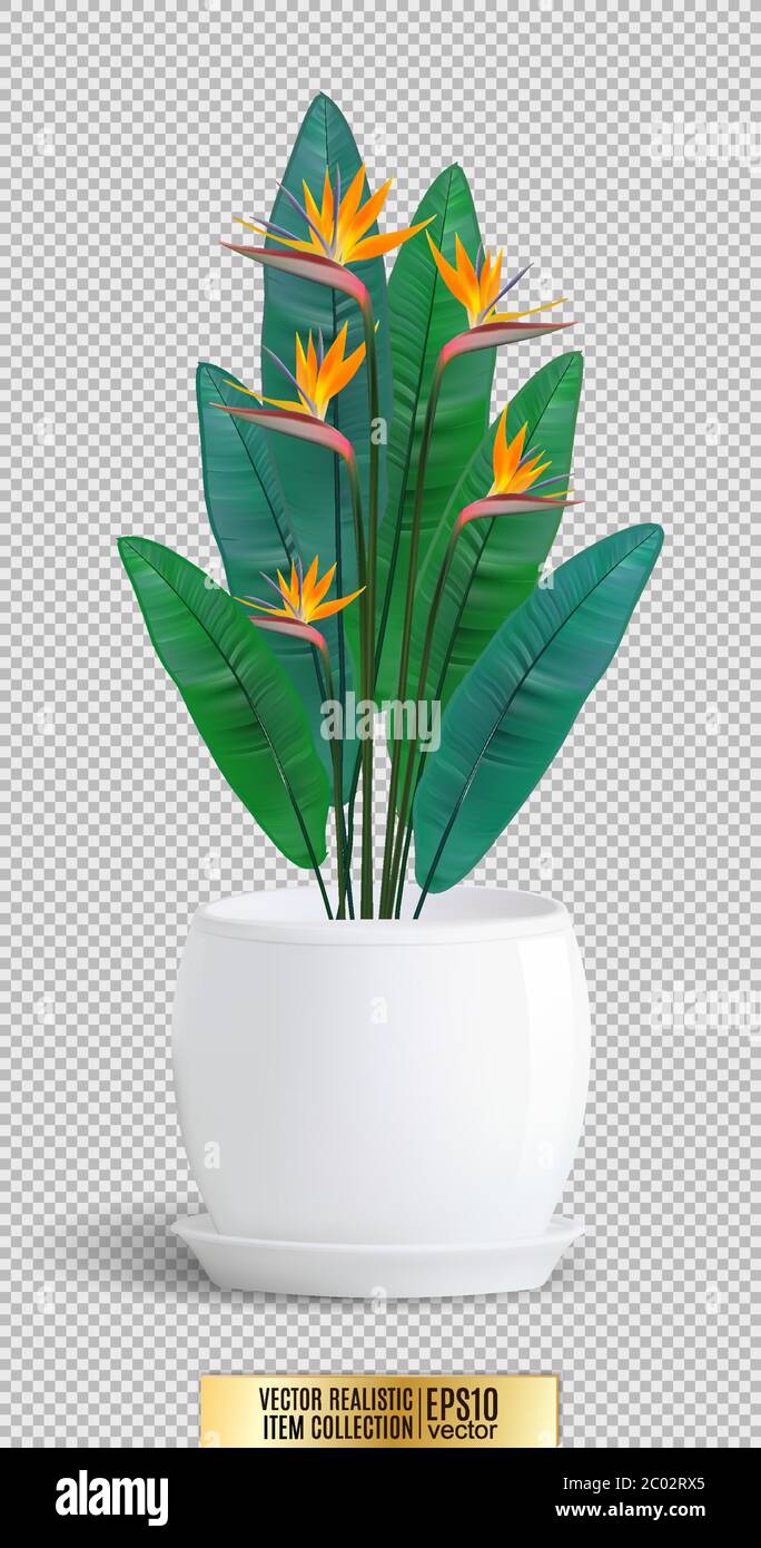 Decorative flower in flower-pot on transparent background. Vector ...