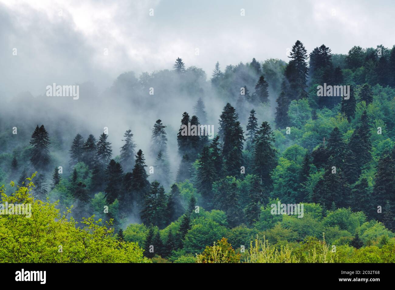 Outstanding 8k panoramic view of Carpathian forest and mountains in ...
