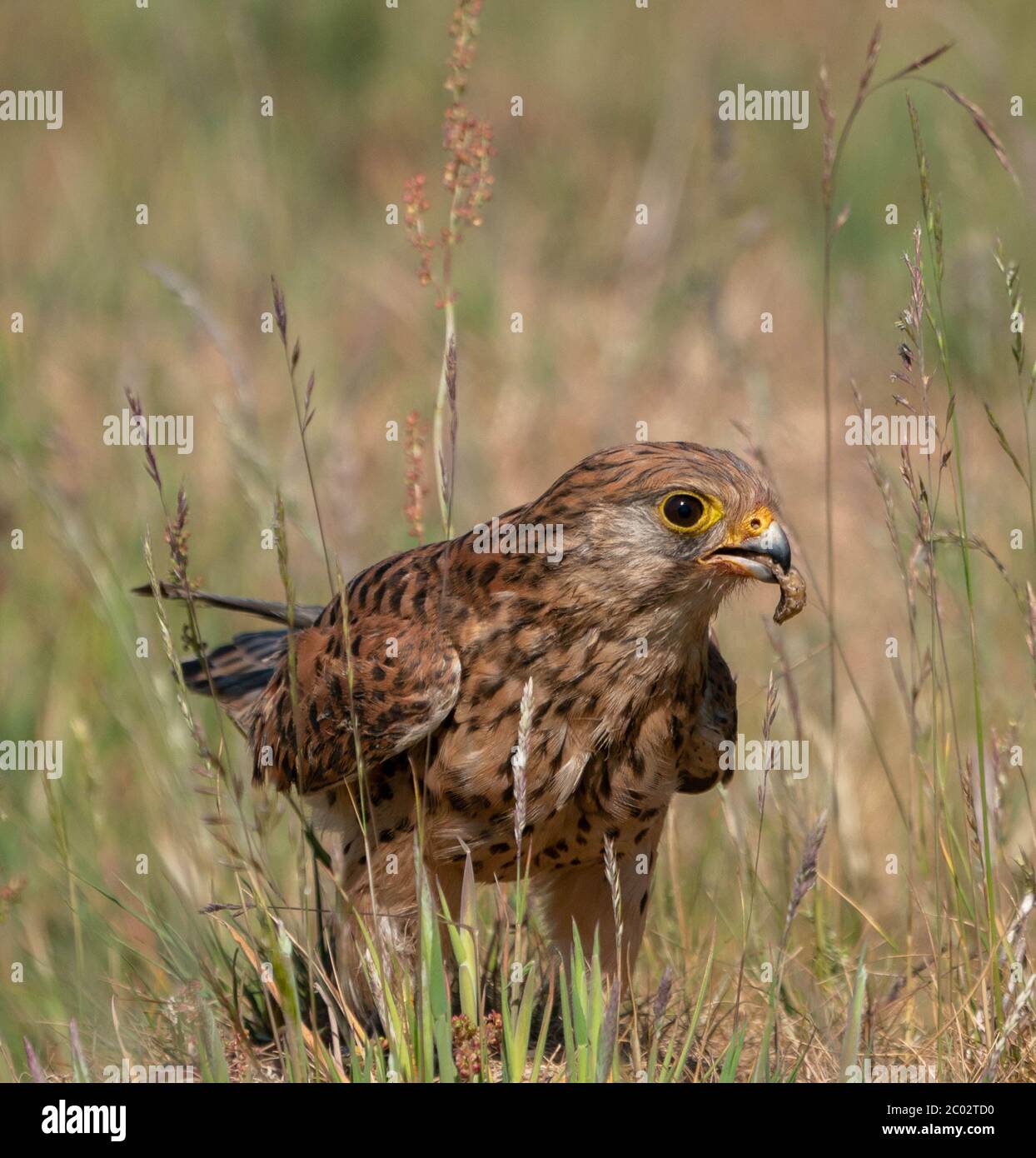 raptor bird of prey common kestrel Stock Photo - Alamy