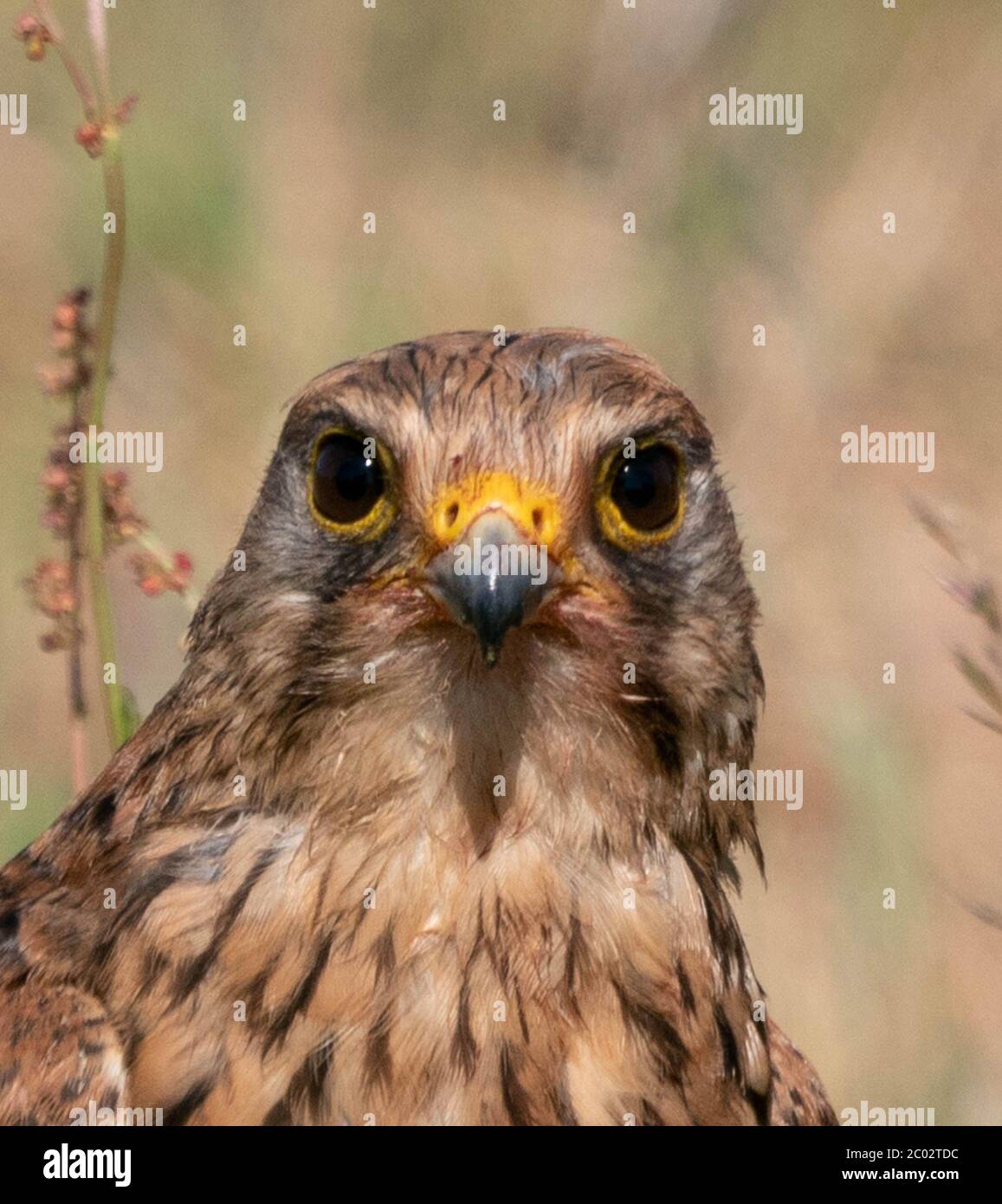 raptor bird of prey common kestrel Stock Photo - Alamy