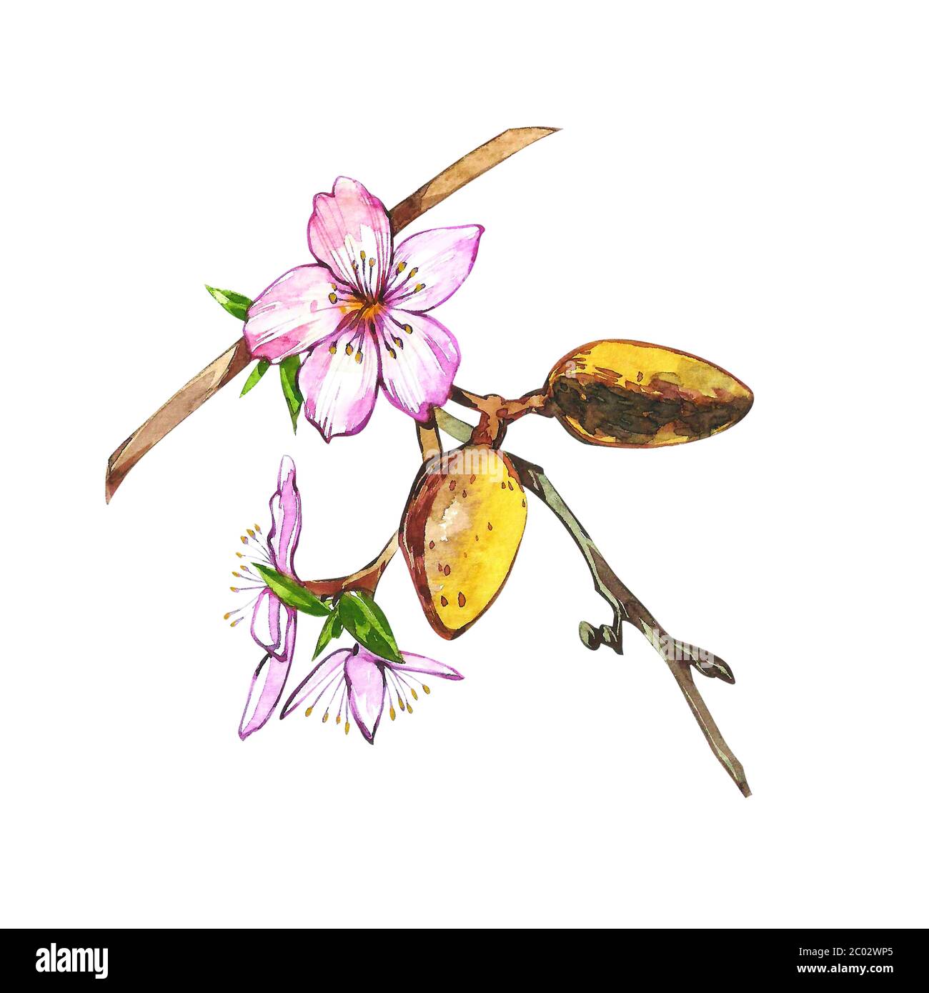 Almond branch with flower. Watercolor illustration. Almond set ...