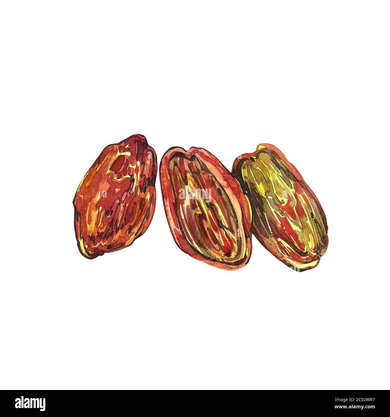 Dates. Hand drawn watercolor illustrations on white background Stock ...