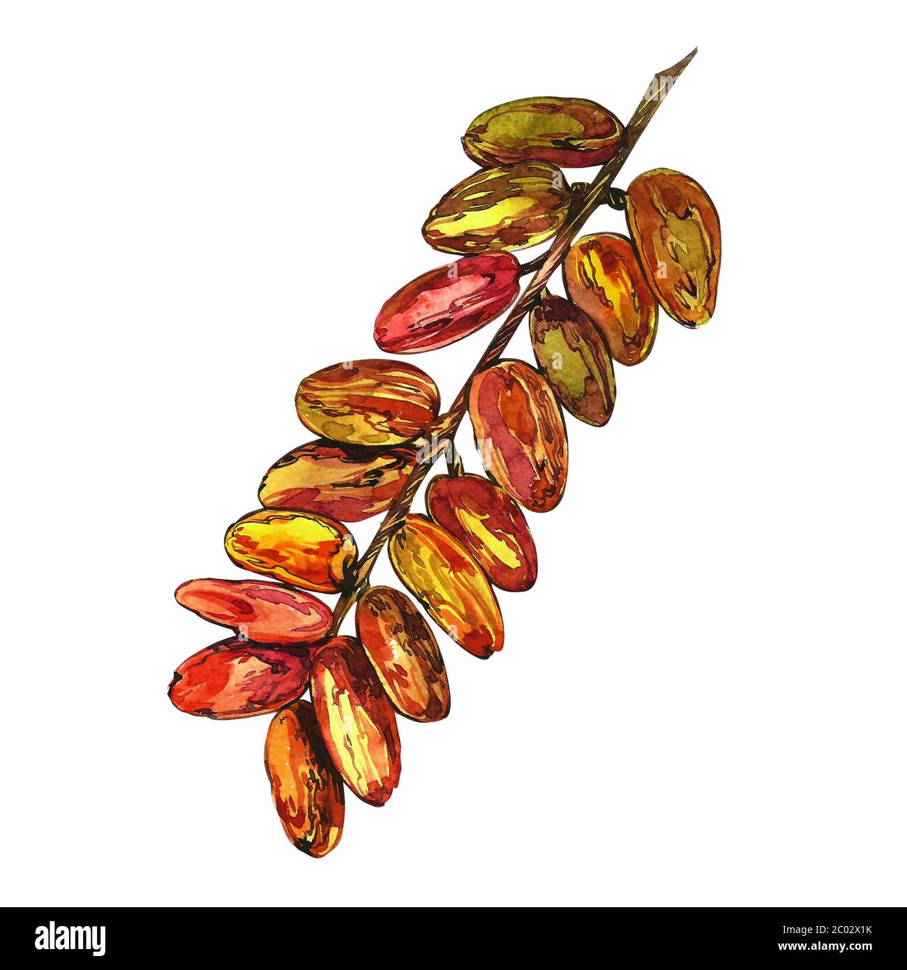 Dates. Hand drawn watercolor illustrations on white background Stock ...