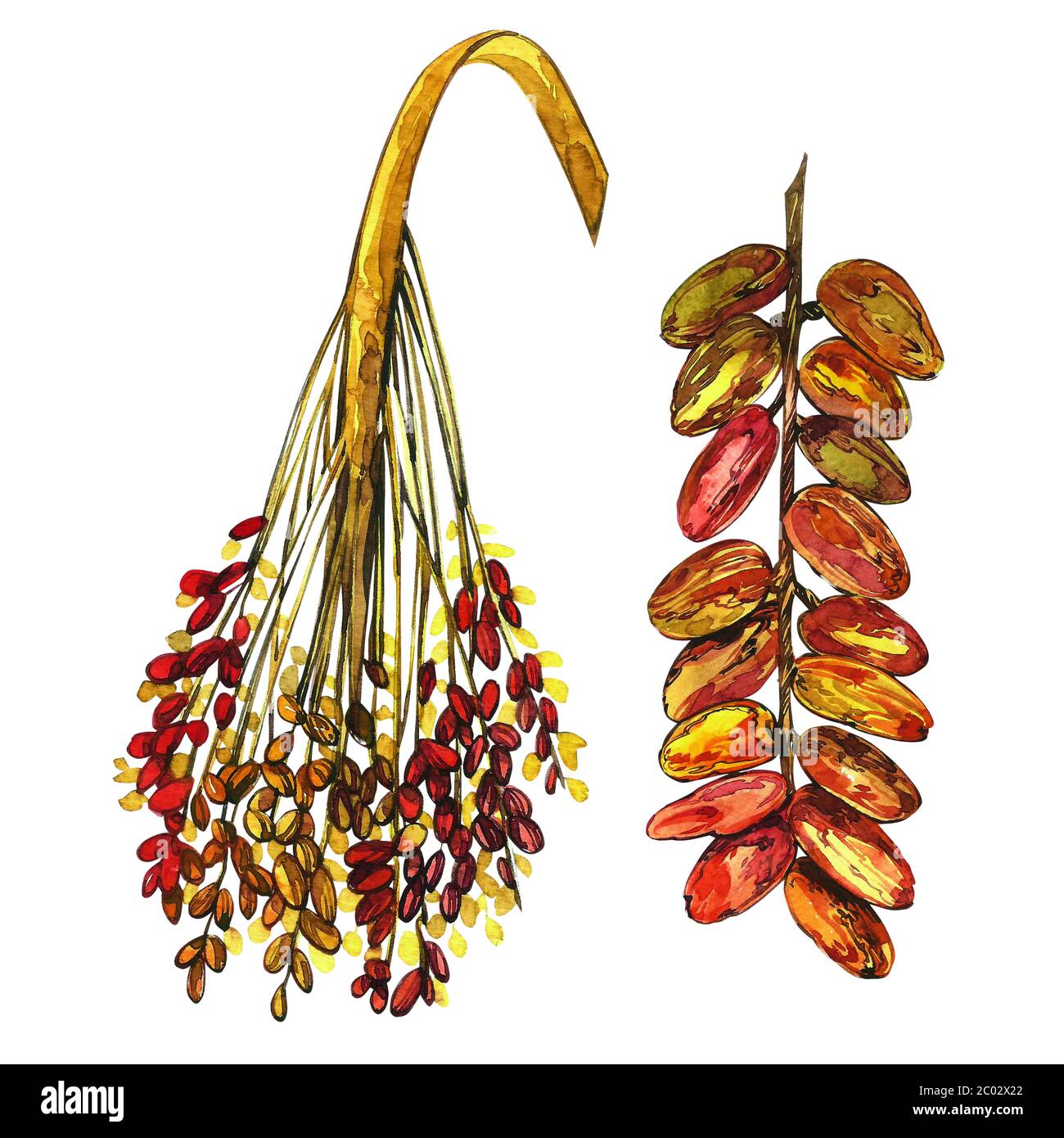 Dates. Hand drawn watercolor illustrations on white background Stock ...