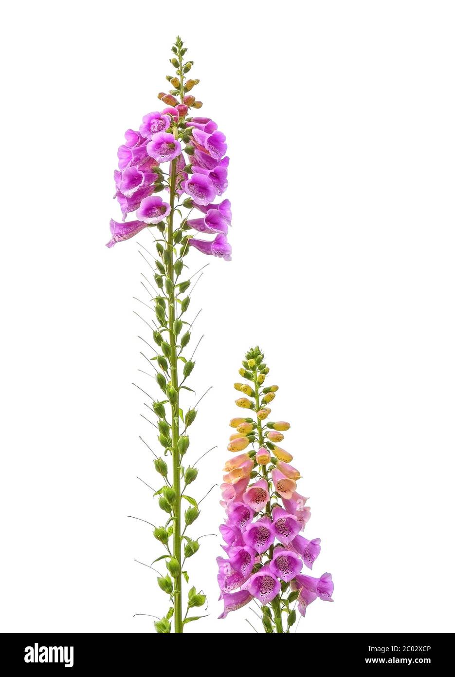 Tall growing plant hi-res stock photography and images - Alamy