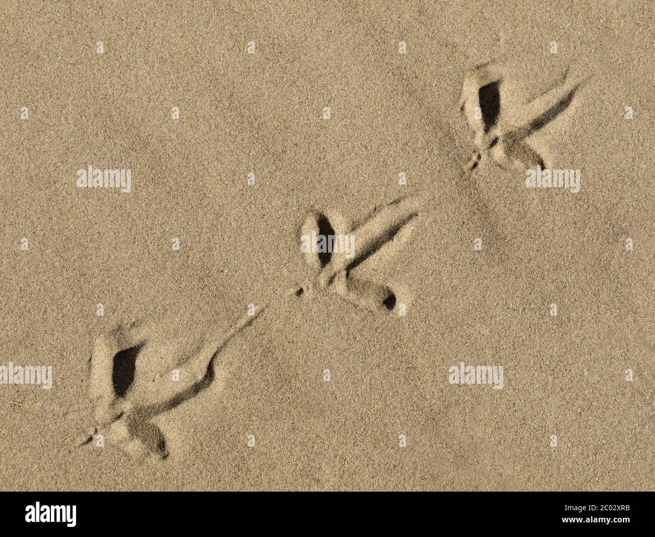track of a seagull Stock Photo - Alamy
