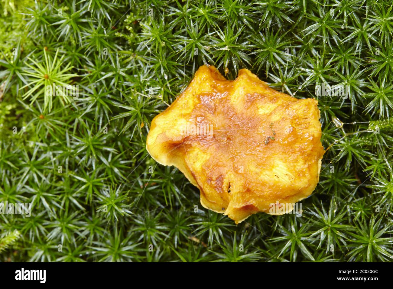 Gold soil hi-res stock photography and images - Alamy