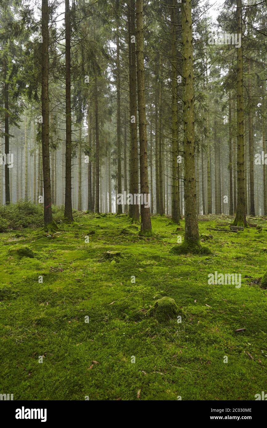Forest with moss Stock Photo - Alamy