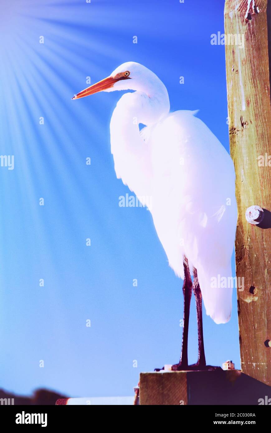 Great white egret standing still hi-res stock photography and images ...