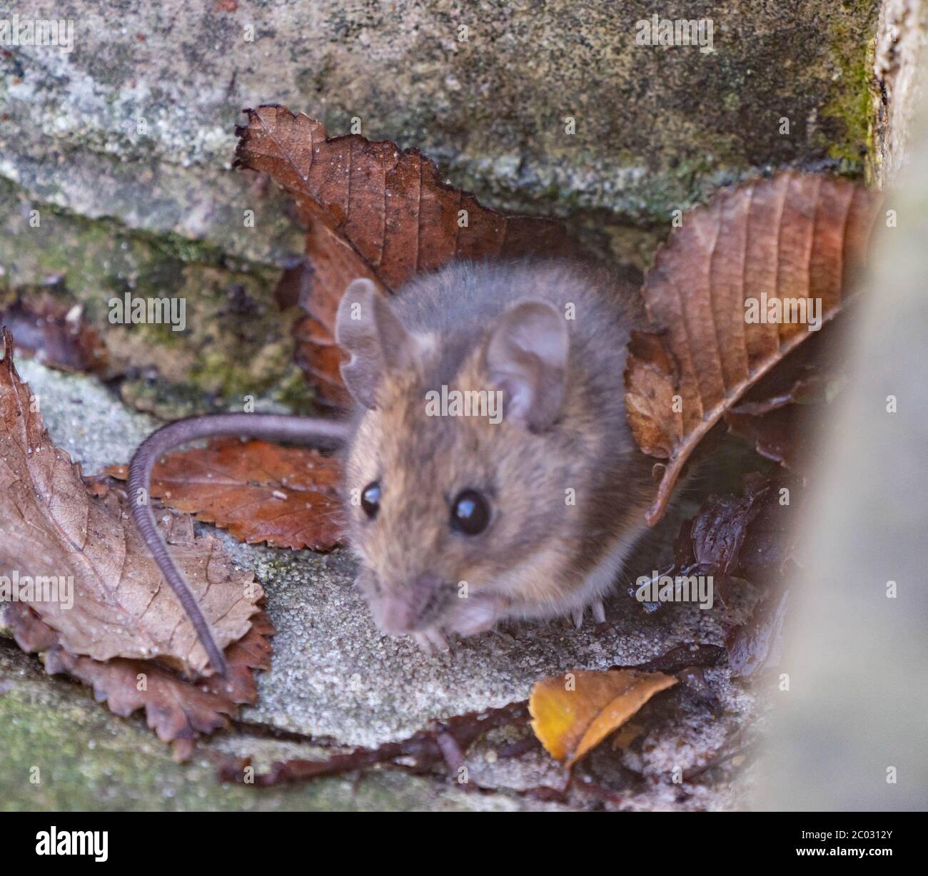 Borwn nose hi-res stock photography and images - Alamy