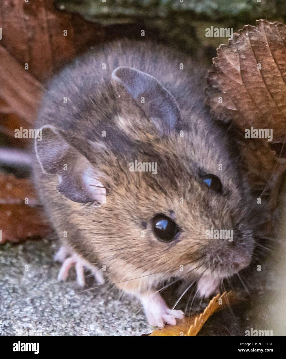 Balck nose hi-res stock photography and images - Alamy