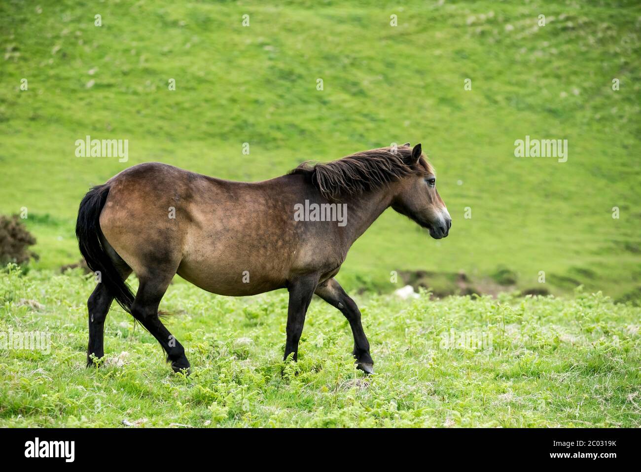 Pony in nature hi-res stock photography and images - Alamy
