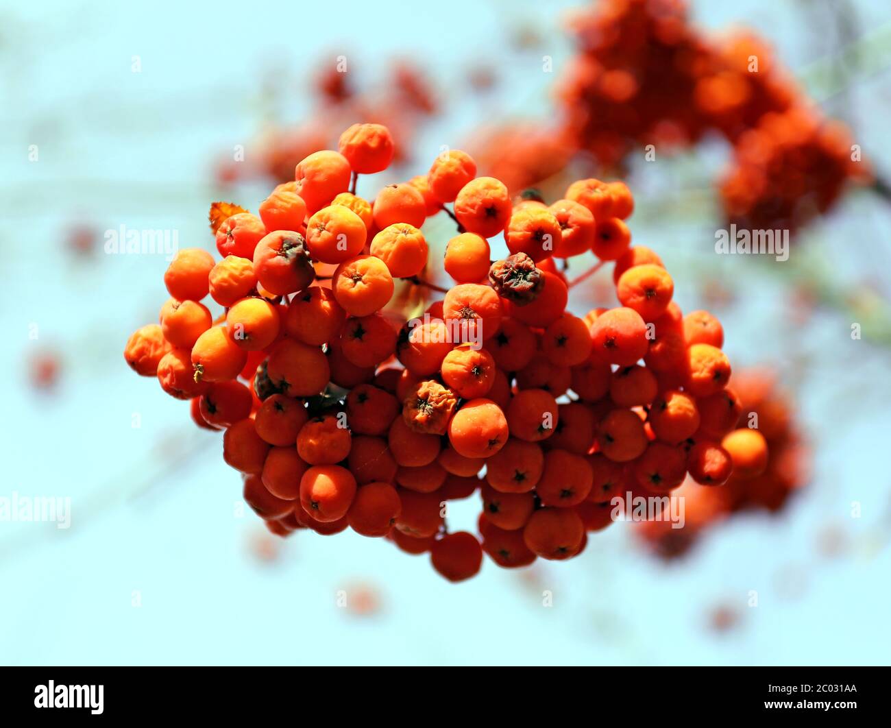 Large red rowan Stock Photo - Alamy
