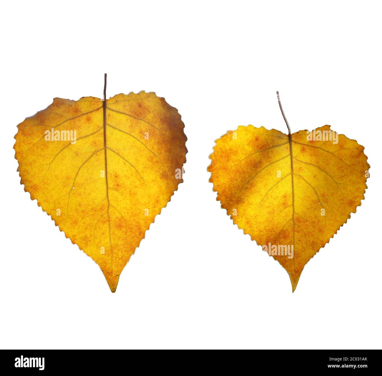 Beautiful birch tree Cut Out Stock Images & Pictures - Alamy