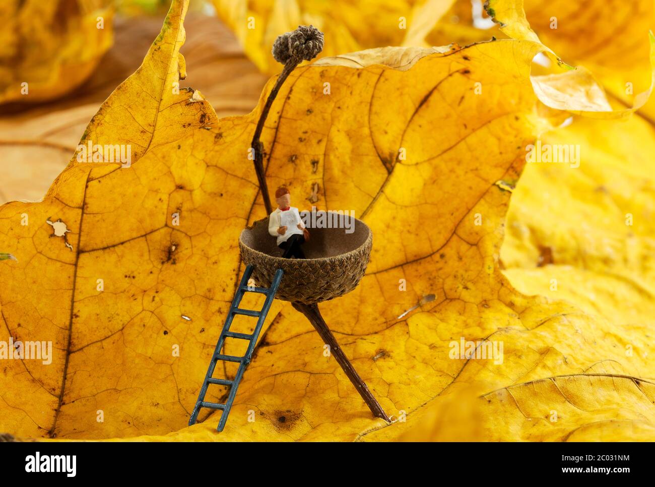 man resting and reading newspaper in a acorn cab with autumn leaves as ...