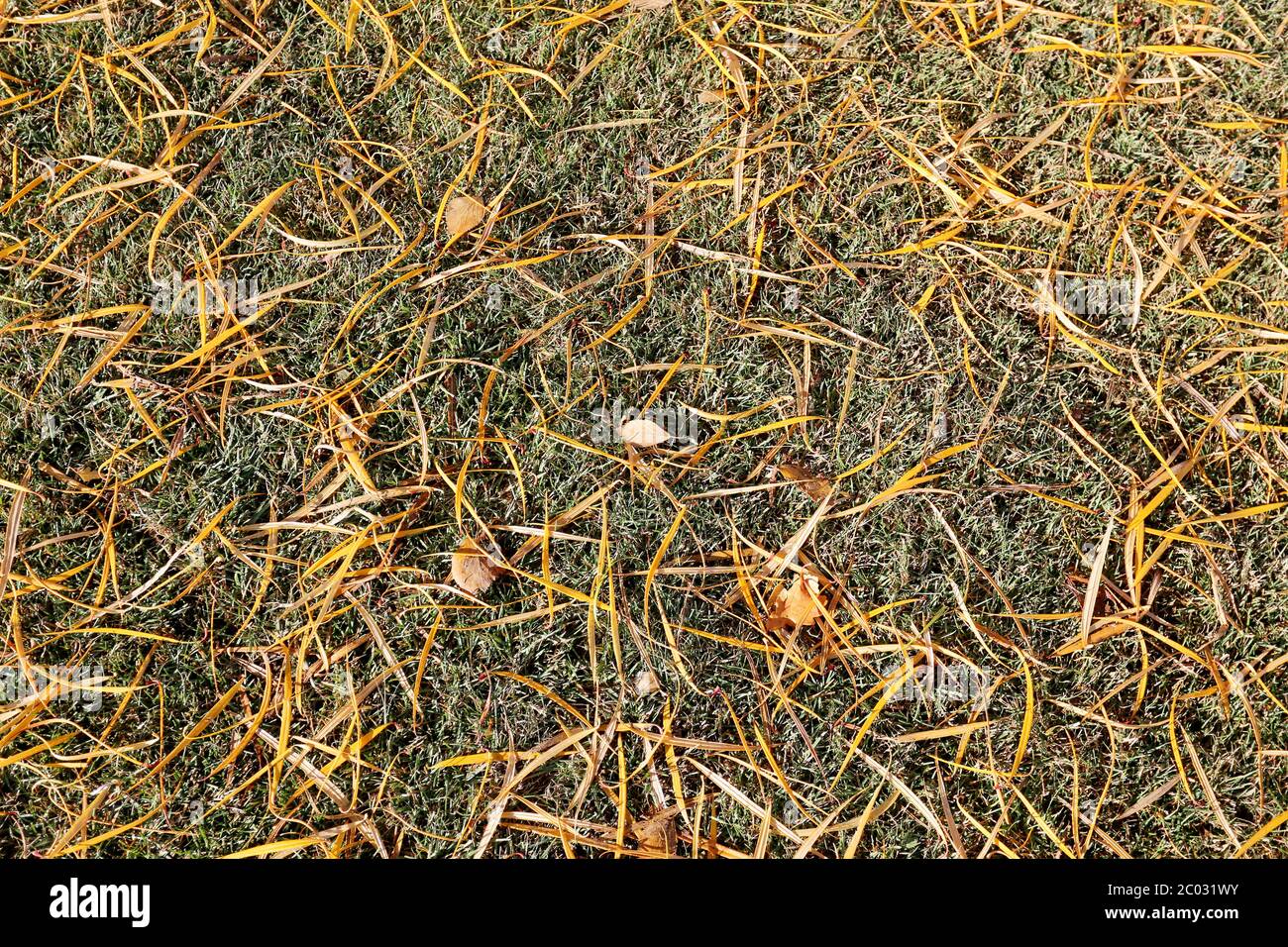 Thin green leaves hi-res stock photography and images - Alamy