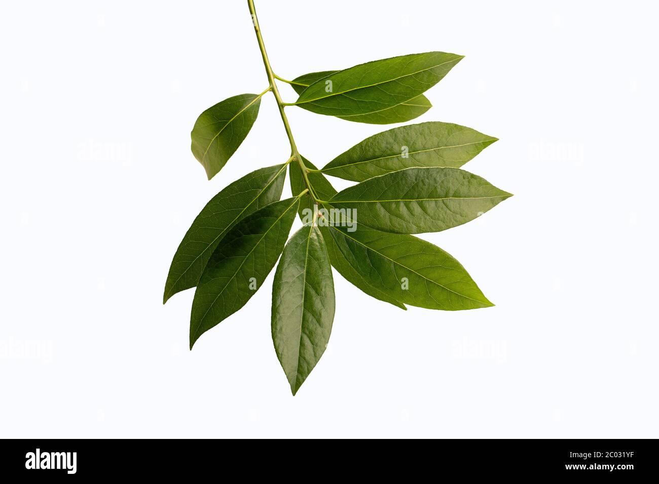 Branch of fresh laurel leaves isolated on white background Stock Photo ...