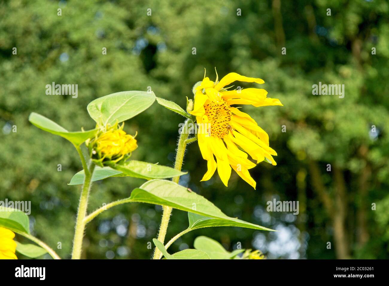 Field of sunflowers in the Netherlands Stock Photo - Alamy