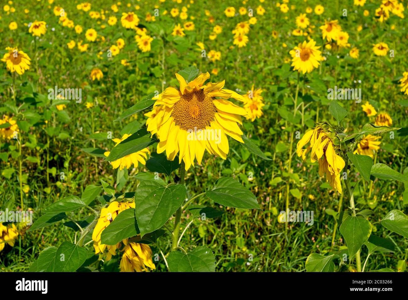 Field of sunflowers in the Netherlands Stock Photo - Alamy