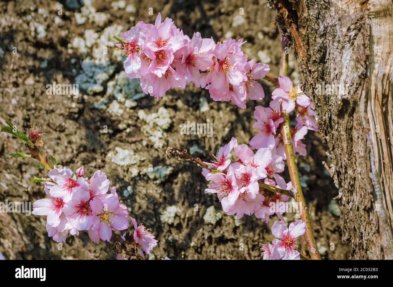 One cherry plum hi-res stock photography and images - Alamy