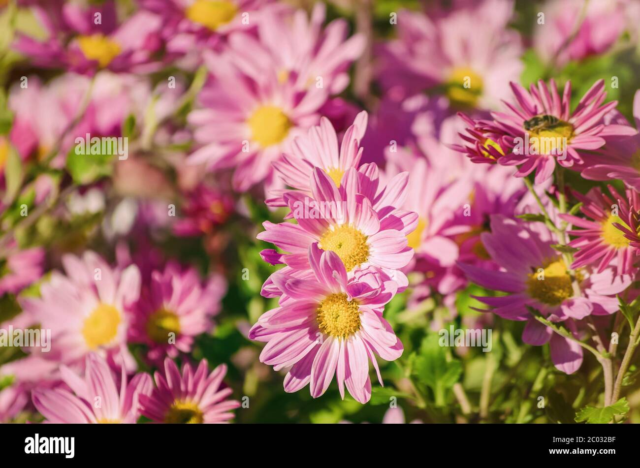 Phyllary hi-res stock photography and images - Alamy