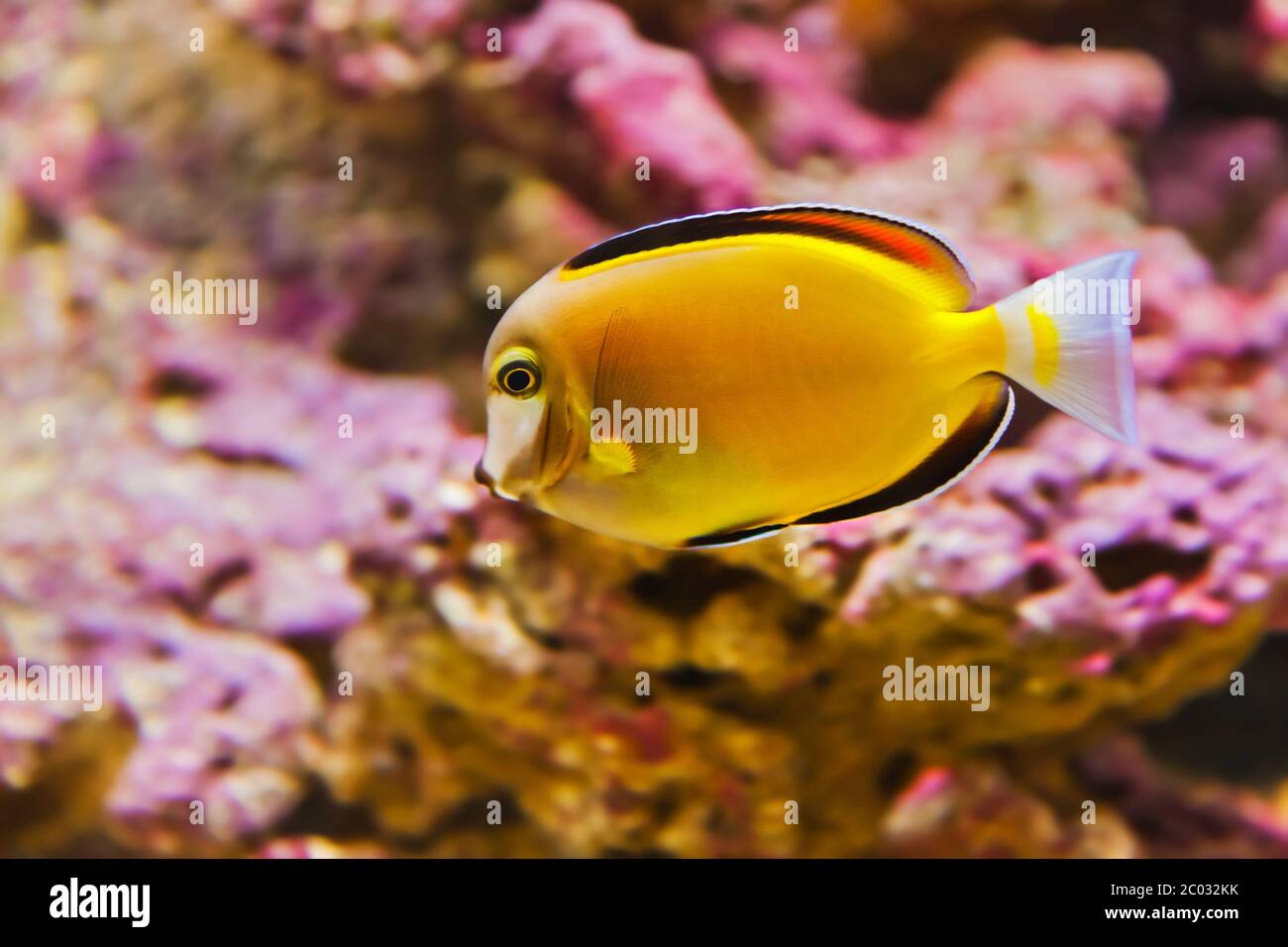Reef fishes hi-res stock photography and images - Alamy