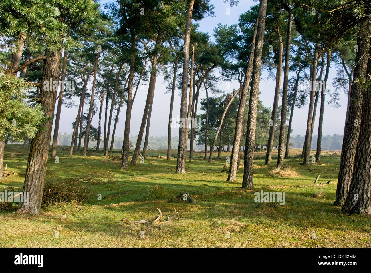 Pine forest in National Park Deelerwoud on Veluwe in the Netherlands ...