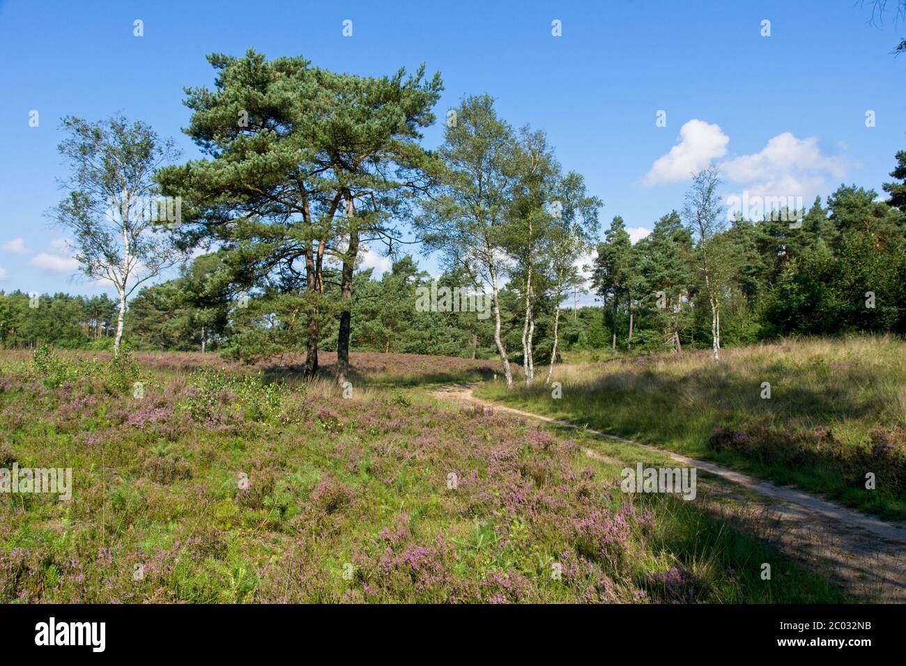 Hiking trail on Ede Heath in Veluwe the Netherlands Stock Photo - Alamy