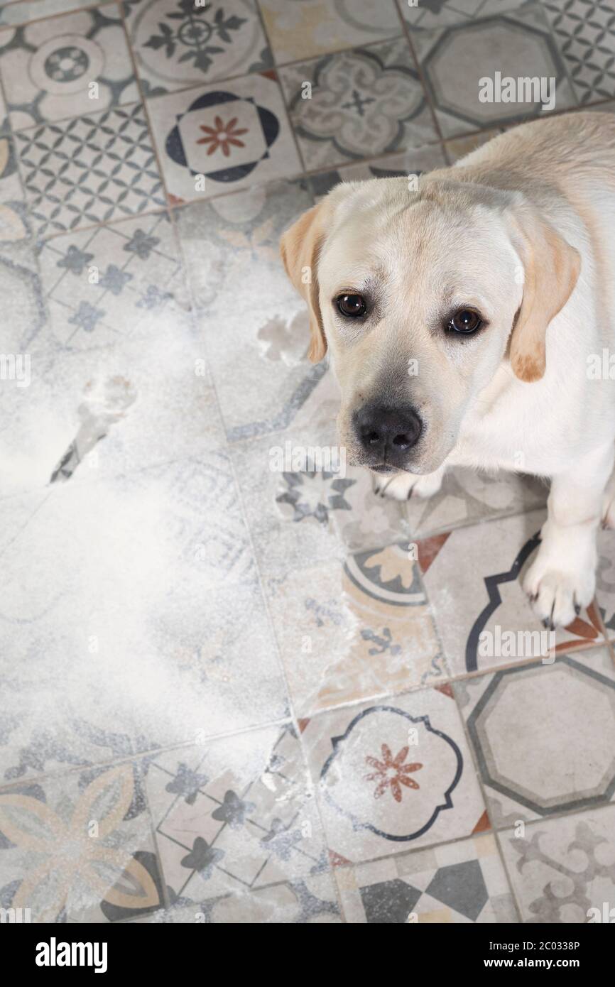 Are Labradors Naughty