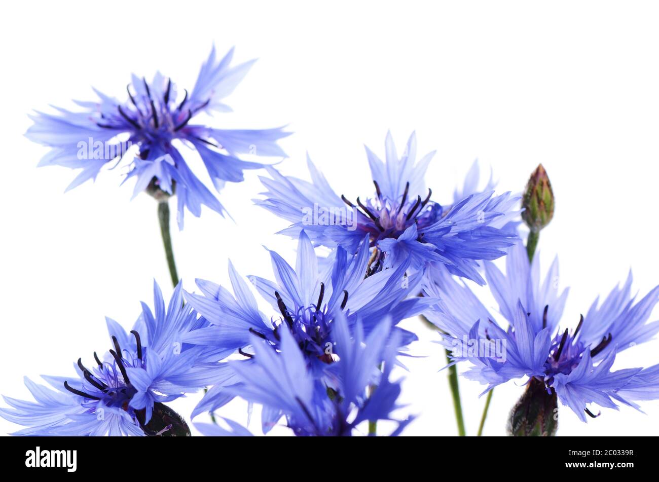 The beautiful cornflower isolated on white Stock Photo - Alamy