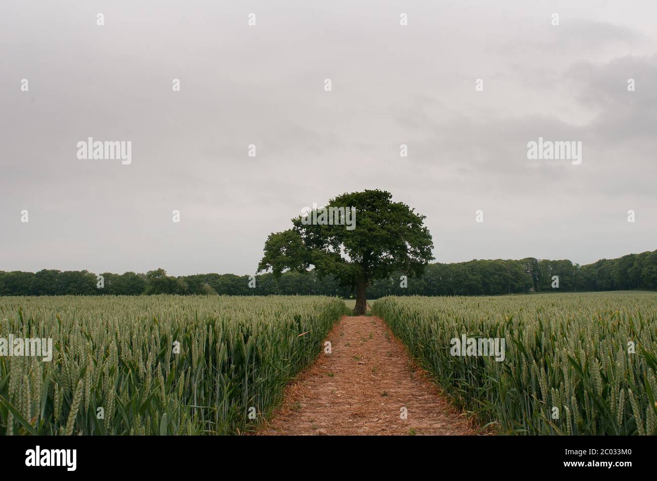 Lone tree access hi-res stock photography and images - Alamy