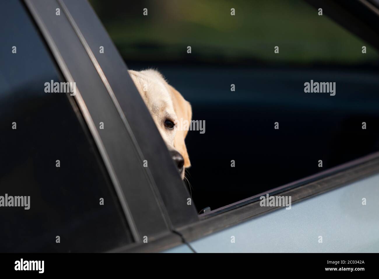 Little puppy peeks out of window while waiting for owner in car Stock ...