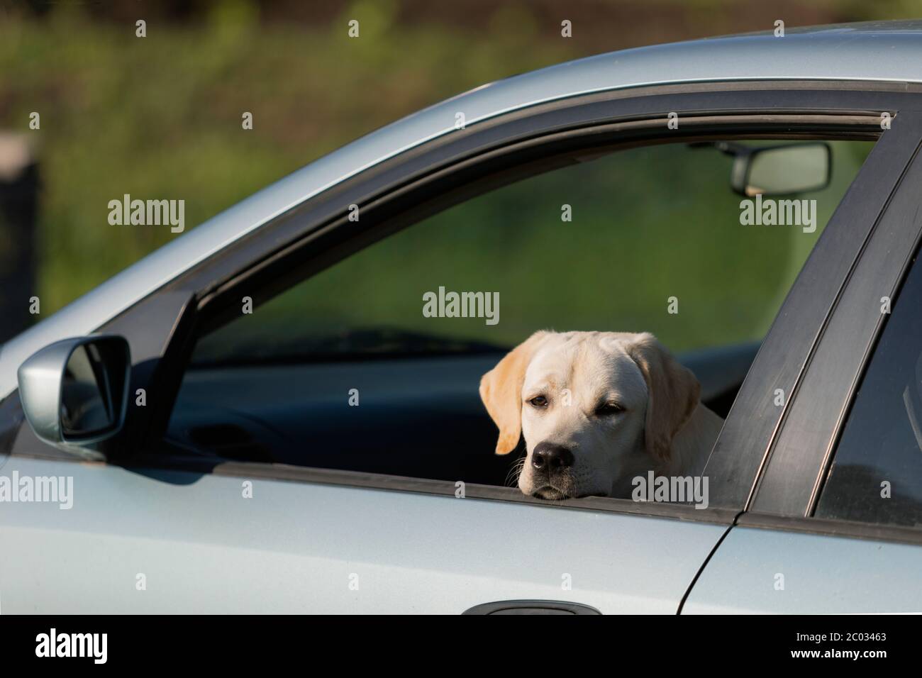 Puppy labrador sadly looking out car window in green field or garden ...