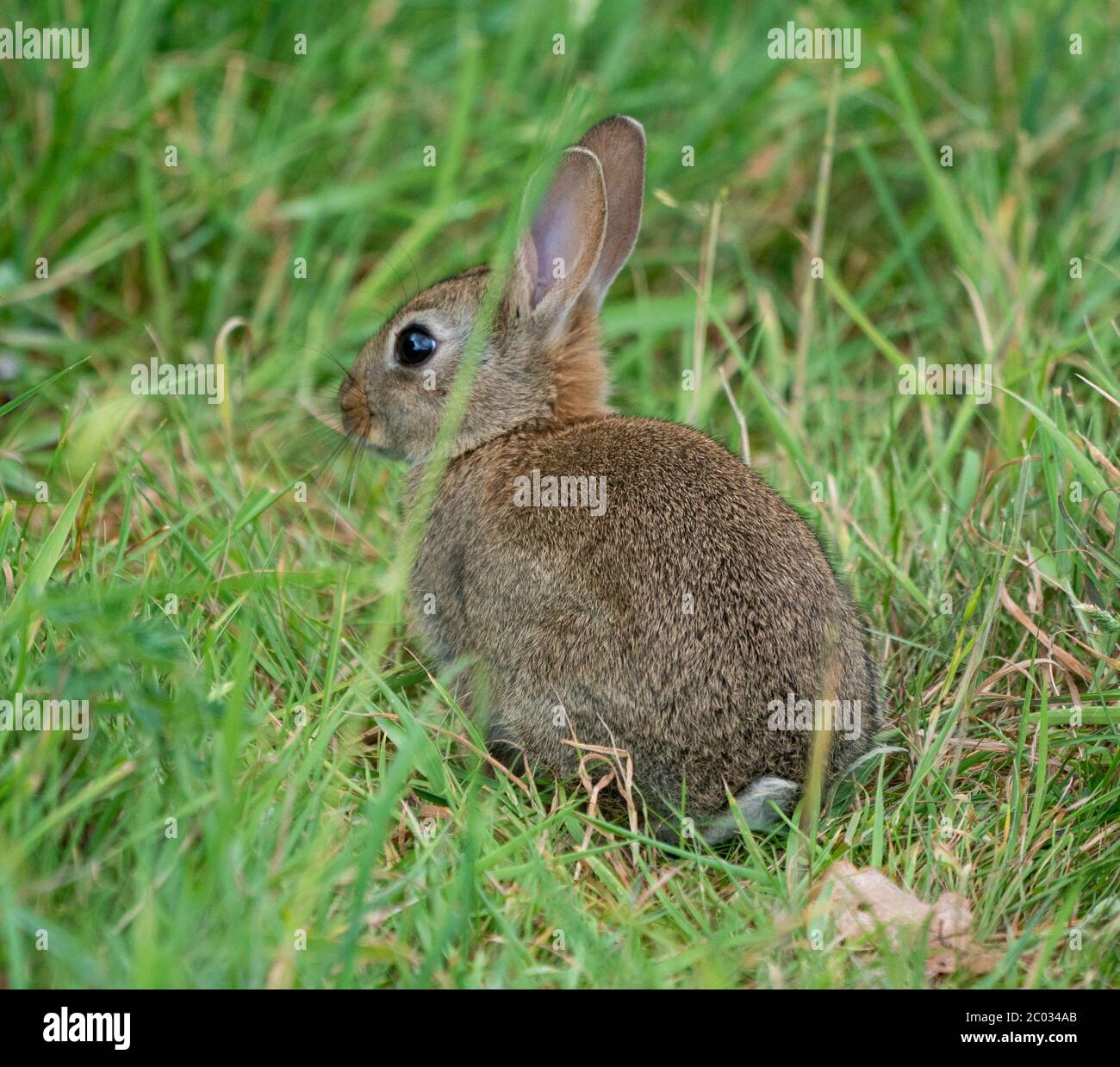 rabbit babies summer Stock Photo - Alamy