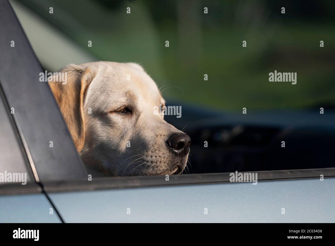 cute Labrador retriever dog looking out of car window in evening ...