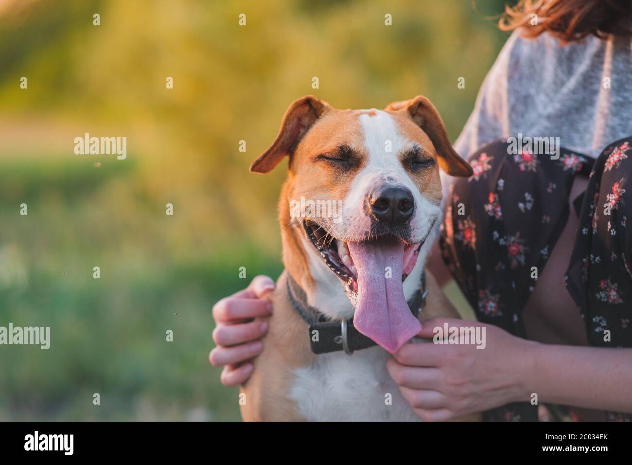 Happy dog with closed eyes in female hands, summer season. Woman hugs ...