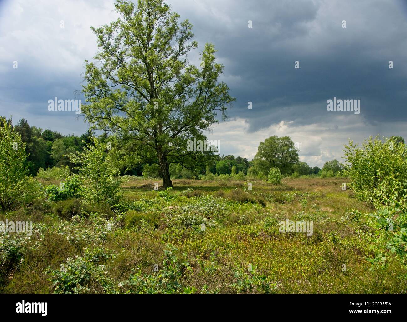 Nature reserve Wolfheze heath in the East of the Netherlands Stock ...