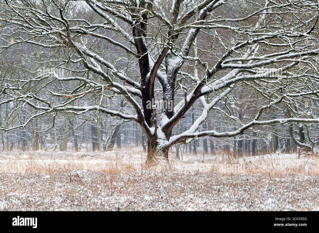 Oak tree in snow hi-res stock photography and images - Alamy